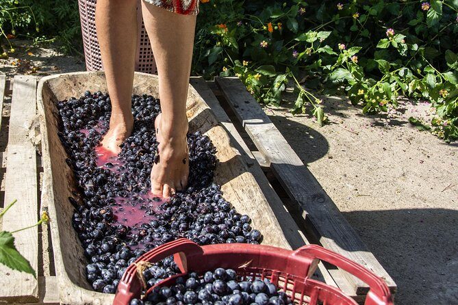 Private Grape stomping in Chianti from Florence - Discover the Charm of Tuscany with Private Grape Stomping from Florence