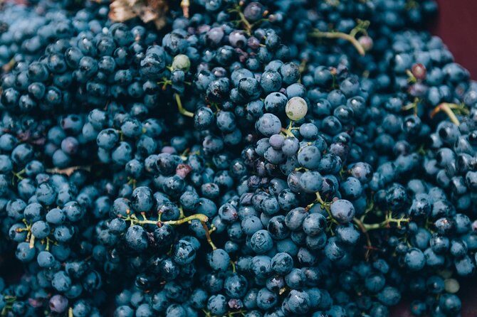 Private Grape stomping in Chianti from Florence - Final Thoughts: Is This Experience Worth It?