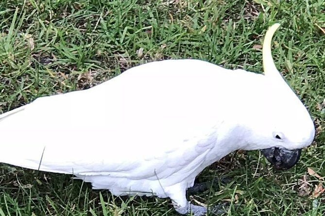 Private Great Ocean Road in Melbourne - FAQ