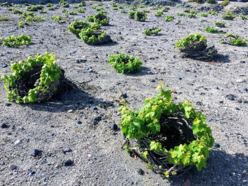 Private Group Visit to Akrotiri & 3 Wineries with Tastings - FAQs