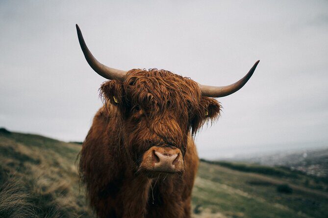 Private Guided Day Tour in Scottish Highlands - Authentic Experiences and What Past Travelers Say