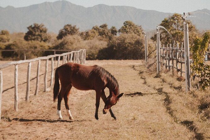 Private Guided Equine Meditation in Baja California - Practical Tips for Booking & Participation