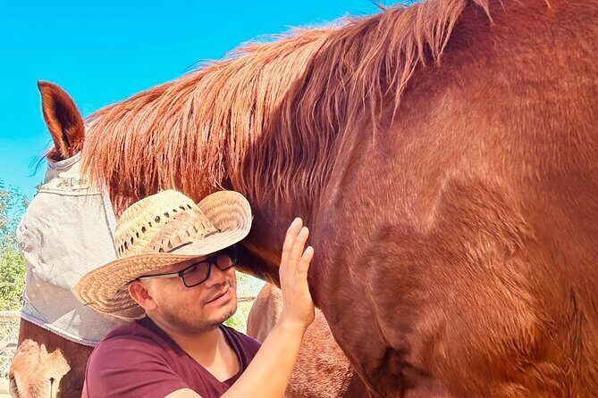 Private Guided Equine Meditation in Baja California - Authentic Insights from Past Participants