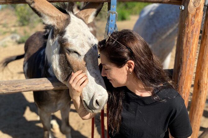 Private Guided Equine Meditation in Baja California - Who Should Consider This Experience?