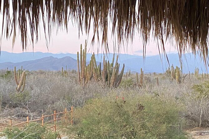 Private Guided Equine Meditation in Baja California - FAQ