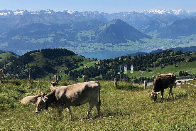 Private Guided Hike on Mt. Rigi with Farm Visit and BBQ - Authentic Experiences from Reviewers