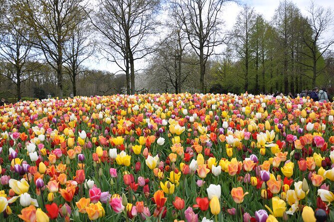 Private Guided Keukenhof Gardens and Zaanse Schans Tour - What Makes This Tour Stand Out?
