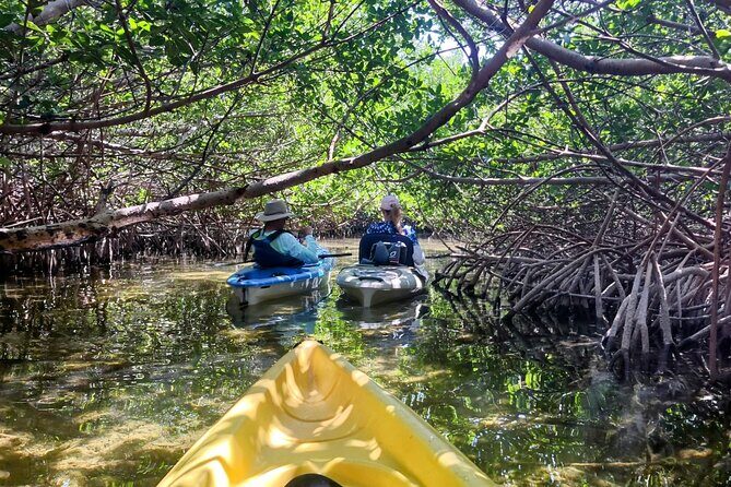 Private Guided Mangrove Eco-Tour Adventure - Key Points