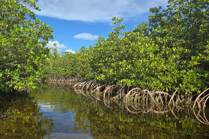 Private Guided Mangrove Eco-Tour Adventure - An In-Depth Look at the Mangrove Eco-Tour