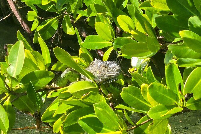 Private Guided Mangrove Eco-Tour Adventure - Who Is This Tour Best For?