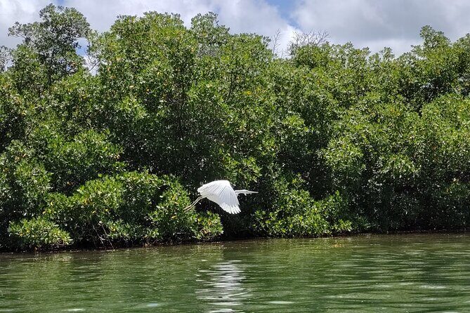 Private Guided Mangrove Eco-Tour Adventure - Final Thoughts: Is It Worth It?