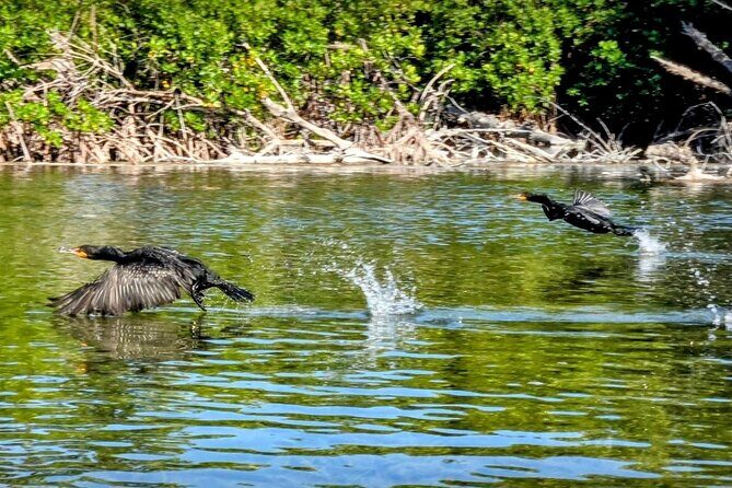 Private Guided Mangrove Eco-Tour Adventure - FAQ