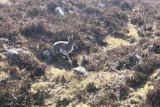 Private Guided Mountain Walking Experience in the Cairngorms - The Guides: Heart of the Experience