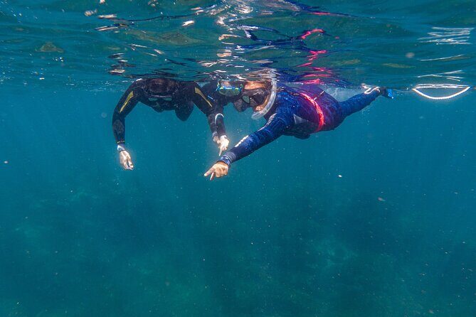 Private Guided Snorkeling in Cabo San Lucas - What to Expect from the Tour