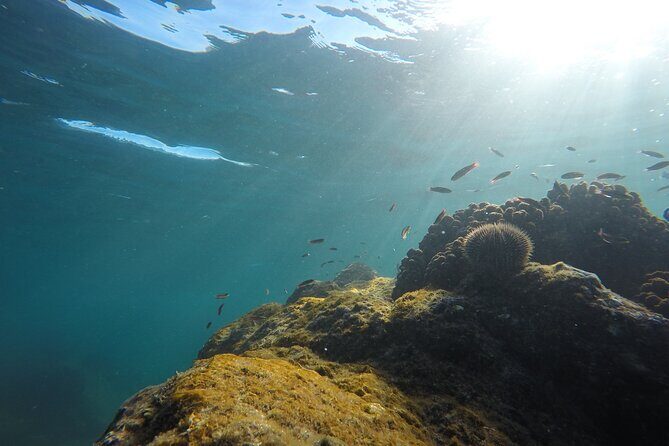 Private Guided Snorkeling in Cabo San Lucas - Meeting Point, Timing, and Practical Details