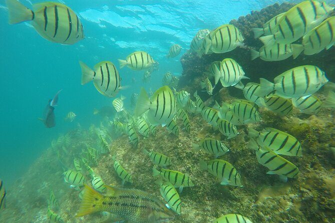 Private Guided Snorkeling in Cabo San Lucas - Reviews: Authentic Insights from Guests