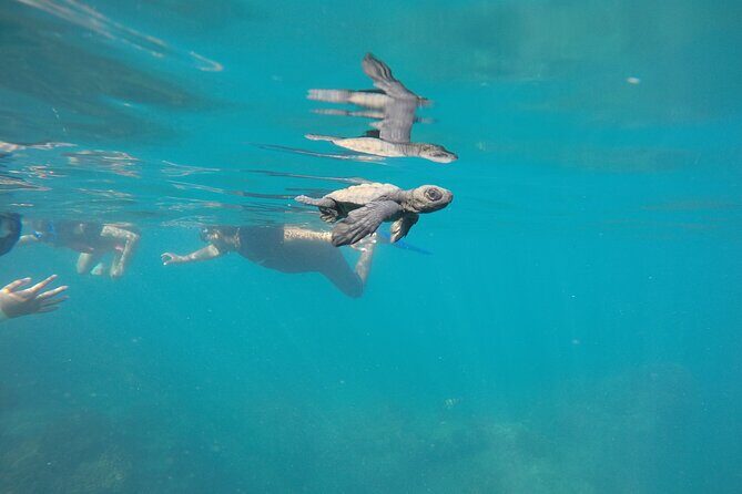 Private Guided Snorkeling in Cabo San Lucas - Cost and Value Analysis