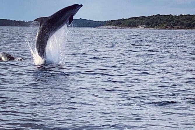 Private Guided Sunset Dolphin Watching in Adriatic Sea - Final Thoughts