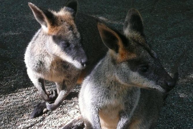 Private Guided Tour from Sydney to Blue Mountains National Park - Why Choose a Private Tour to the Blue Mountains?