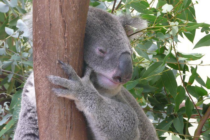 Private Guided Tour from Sydney to Blue Mountains National Park - The Cost: Is It Worth It?