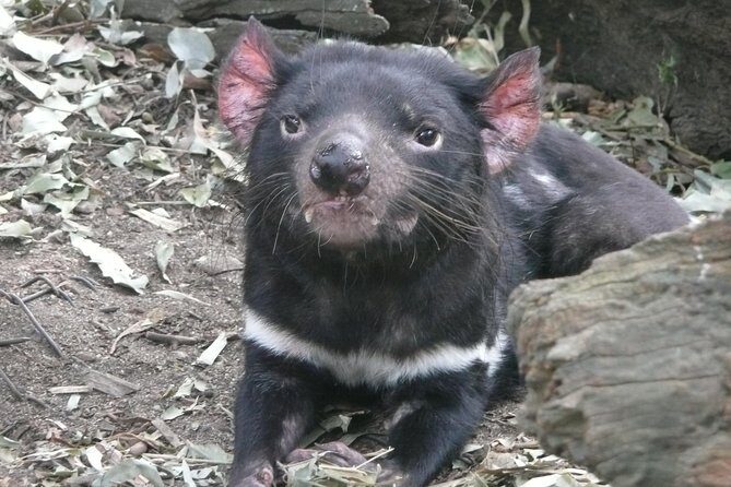 Private Guided Tour from Sydney to Blue Mountains National Park - The Experience of the Guides