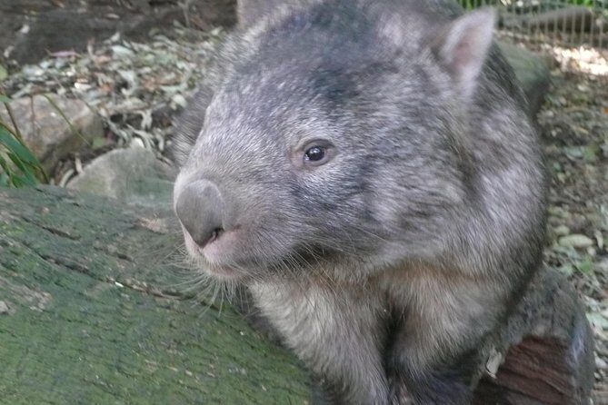 Private Guided Tour from Sydney to Blue Mountains National Park - The Sum Up