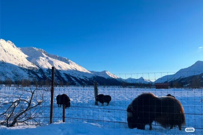 Private Guided Tour Whittier Cruise pick up - Who Should Consider This Tour?