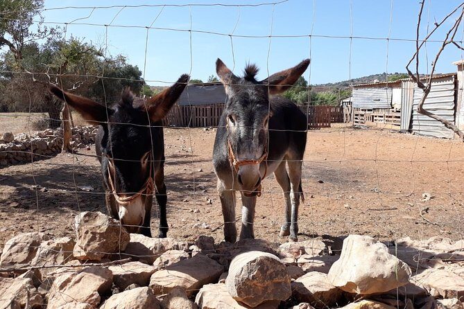 Private-Guided Tuk Tuk Country Side Tour - Authentic Details From Reviewers