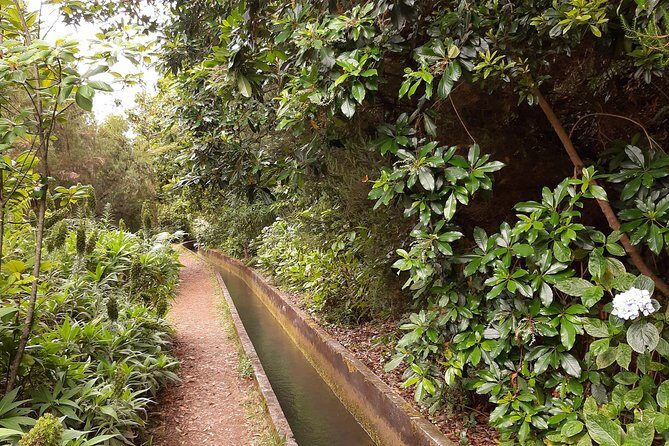 Private Guided Walk Levada Faja dos Rodrigues half-day - In-Depth Review of the Levada Faja dos Rodrigues Experience