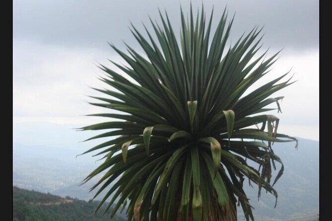 Private Half Day Bird Watching Experience - Key Points