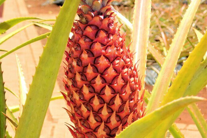 Private Half-Day Circle Island Highlights Tour in Oahu - Additional Comforts and Logistics