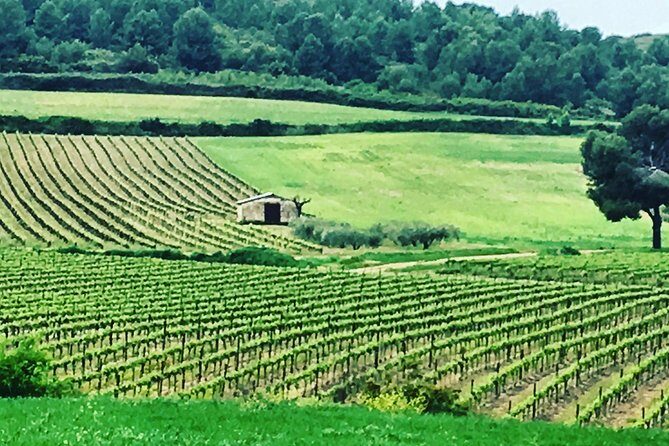 Private Half-Day Languedoc Wine and Oyster Tour from Sète - Who Will Love This Tour?