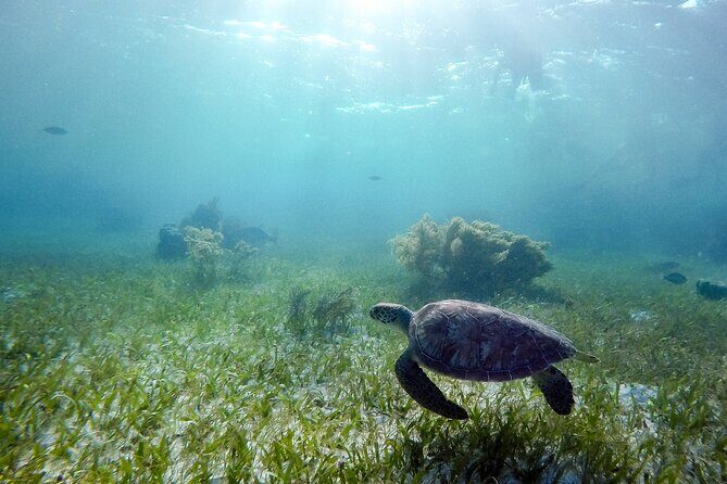 Private Half Day Swim with Turtles and Cenote - Introduction