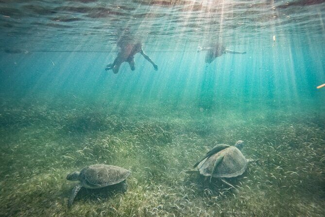 Private Half Day Swim with Turtles and Cenote - Key Points