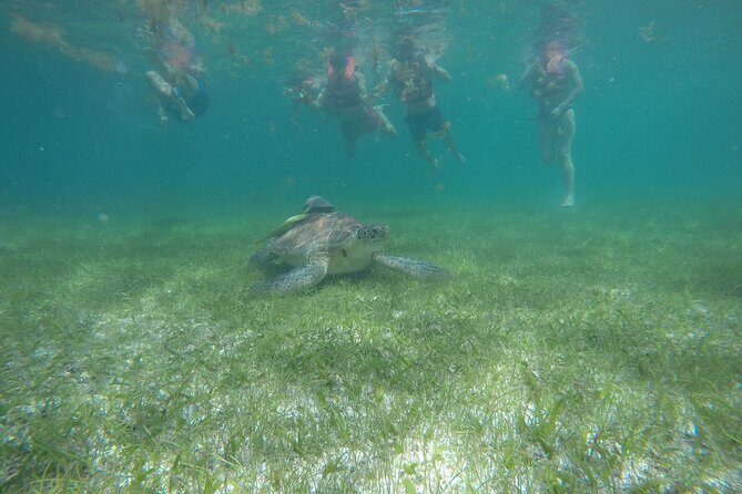 Private Half Day Swim with Turtles and Cenote - Authentic Insights from Past Participants