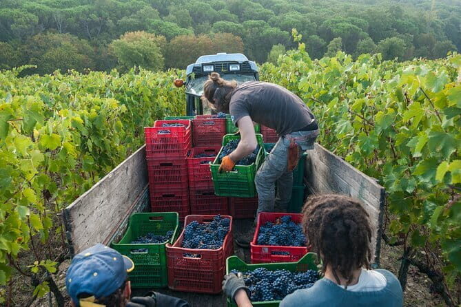 PRIVATE Half-Day Tour: Chianti Classico Wine Experience. - Key Points
