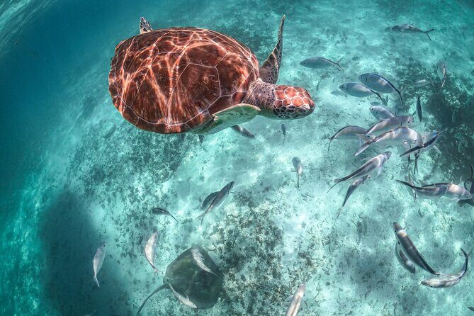 Private Half Day Tour in Cenote Cave and Swimming with Turtles - Who Should Book This Tour?