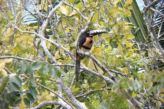 Private Half Day Tour in Kohunlich Archaeological Zone - FAQ