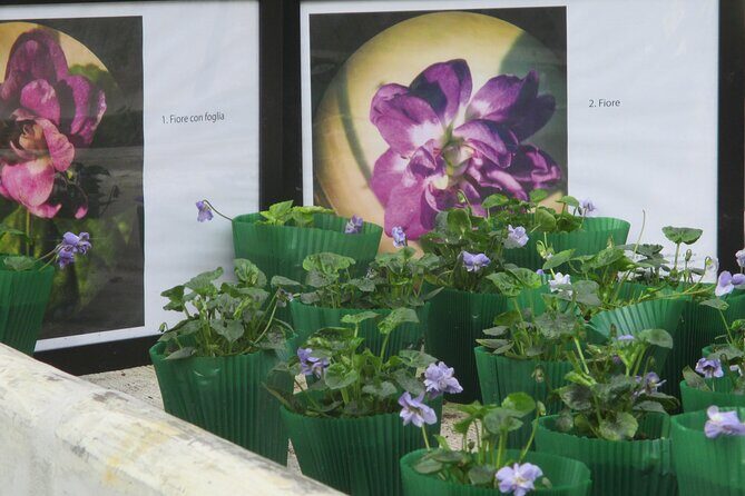 Private Half Day Tour to Parma the City of Perfume - Key Points