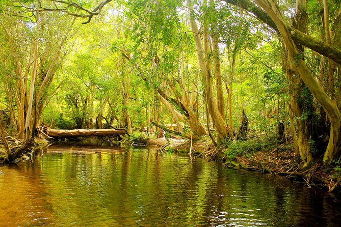 Private Half Day Tour: World Heritage Rainforest & Waterfall - Exploring the UNESCO-Listed Rainforest and Waterfalls: A Deep Dive into the Private Half-Day Tour from Cairns