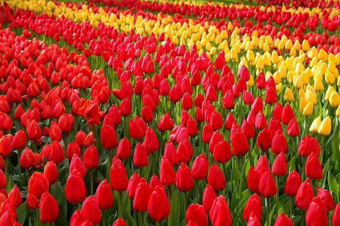 Private Half-Day Trip From Amsterdam to The Tulip Fields in Keukenhof - Key Points
