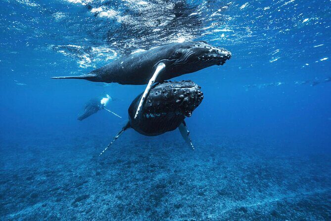 Private Half Day Whale Watching Tour - An In-Depth Look at the Experience