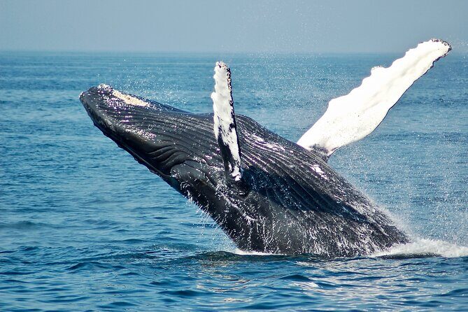 Private Half Day Whale Watching Tour - Authentic Reviews and Insights