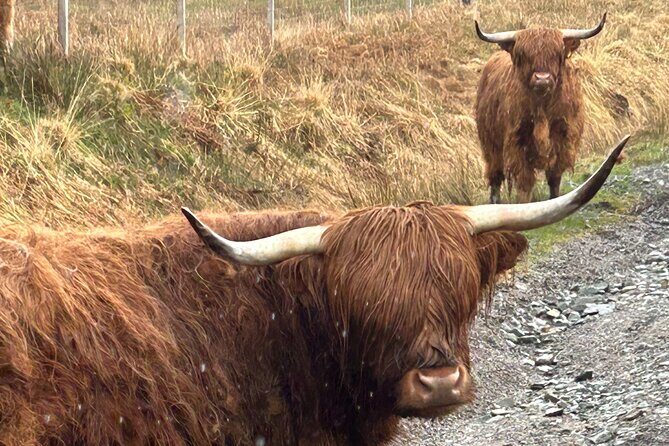 Private Harry Potter, Glenfinnan Viaduct, Highland Edinburgh Tour - The Value of this Experience