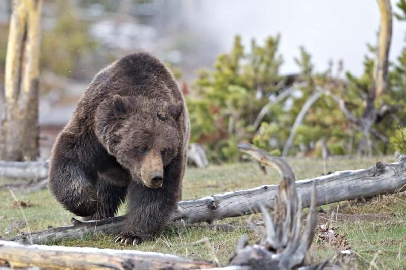 Private Highlight's Tour of Yellowstone National Park - Exploring the Itinerary: What to Expect on Your Day