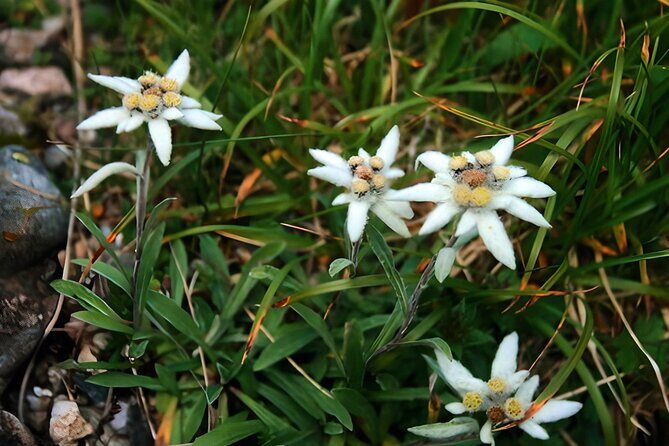 Private Hiking to Bucegi Natural Park from Brasov - Final Thoughts