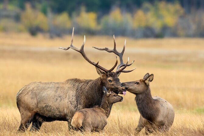 Private Hiking Tour Experience at Rocky Mountain National Park - A Thorough Breakdown of the Itinerary