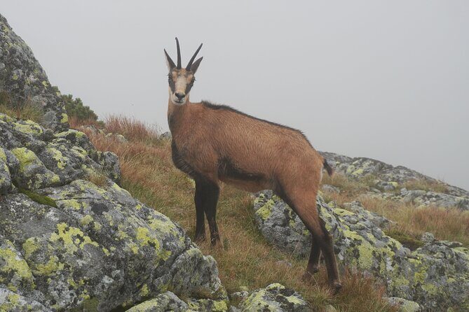 Private Hiking Tour Visit to Slovakia with Licensed Guide - A Detailed Look at the High Tatras Private Hiking Tour