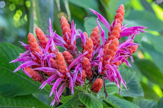 Private Hilo Shore Excursion - Botanical Gardens & Waterfalls - The Itinerary in Detail