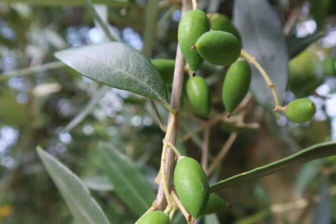 Private Home-Made Pasta Cooking Class in Pisa. - Frequently Asked Questions